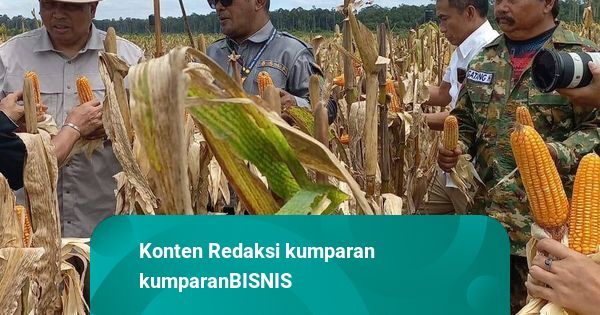 Pemerintah Kembali Panen Raya Jagung di Food Estate Gunung Mas | kumparan.com